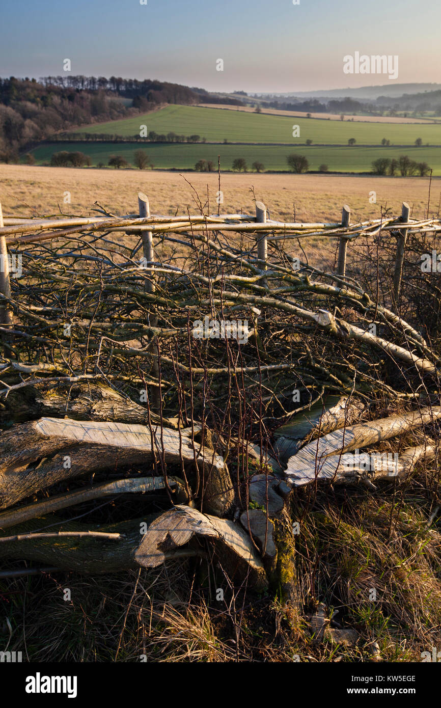 Traditionally laid hedge and farmland near Winchcombe, Gloucestershire ...