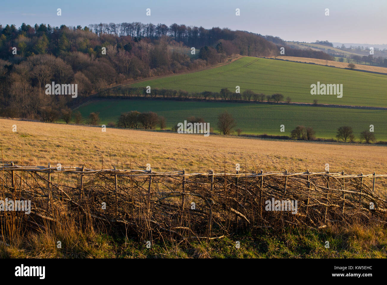 Traditionally laid hedge and farmland near Winchcombe, Gloucestershire ...