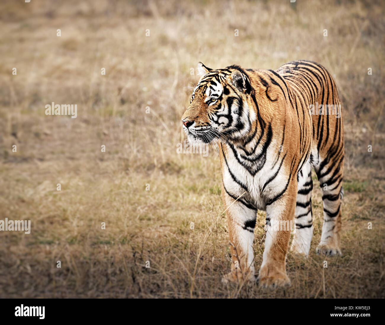 Tiger in golden light hi-res stock photography and images - Alamy