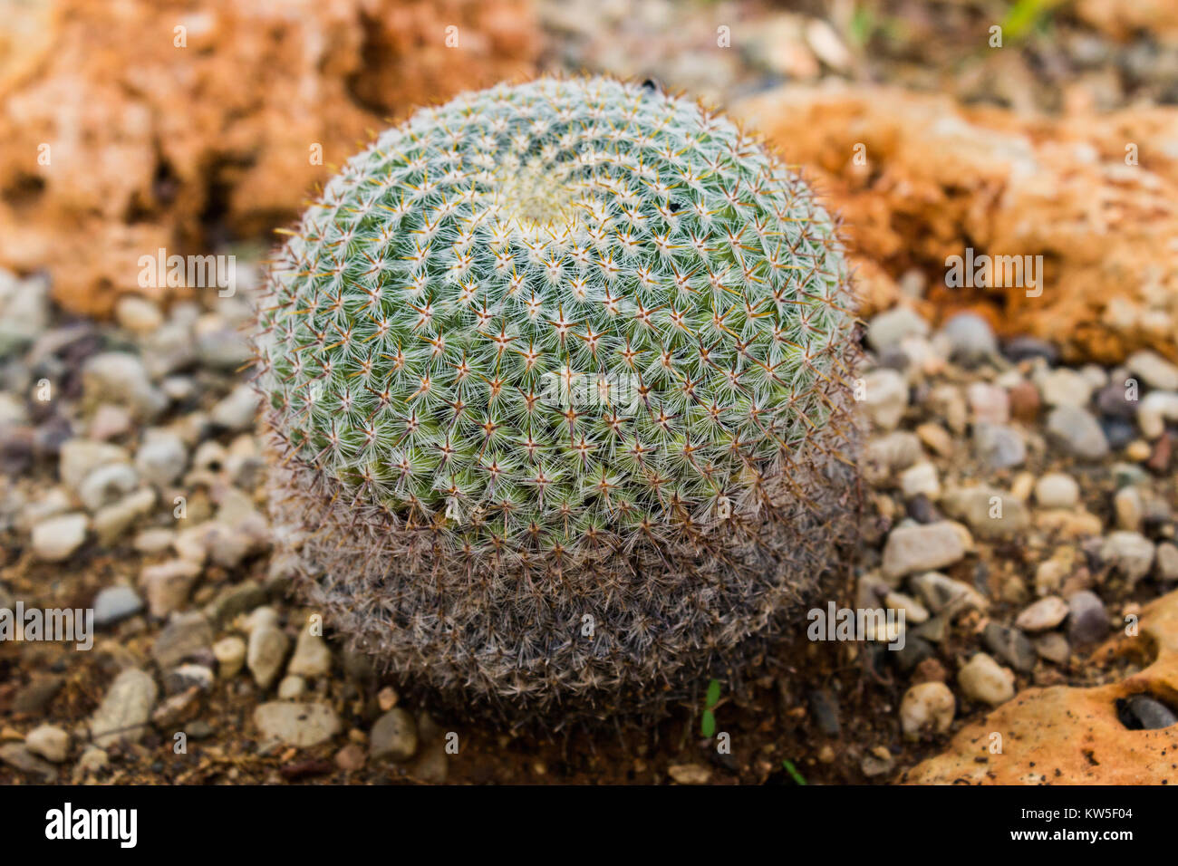 Cactus with soil hi-res stock photography and images - Alamy