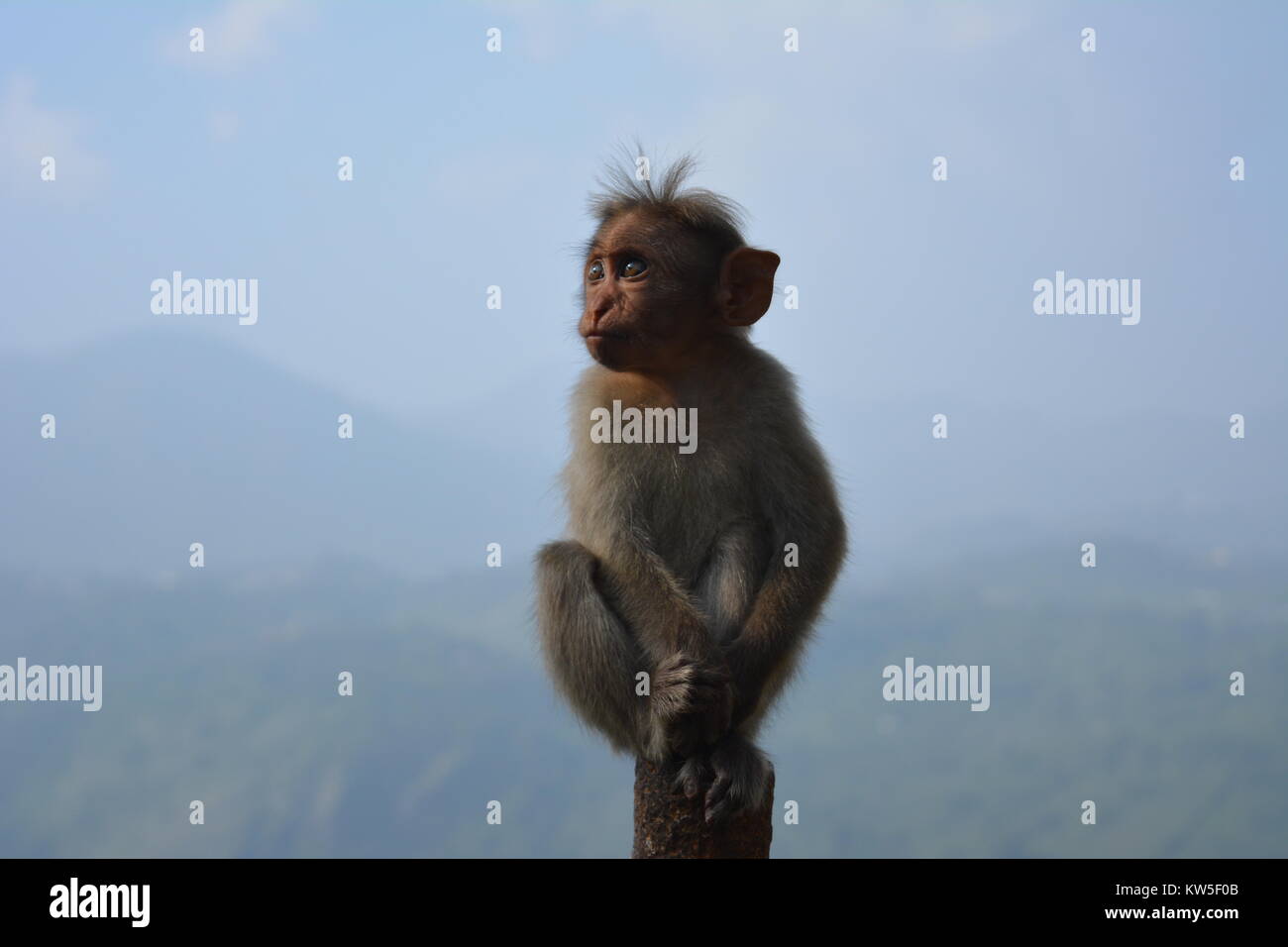 Titchy monkey hi-res stock photography and images - Alamy