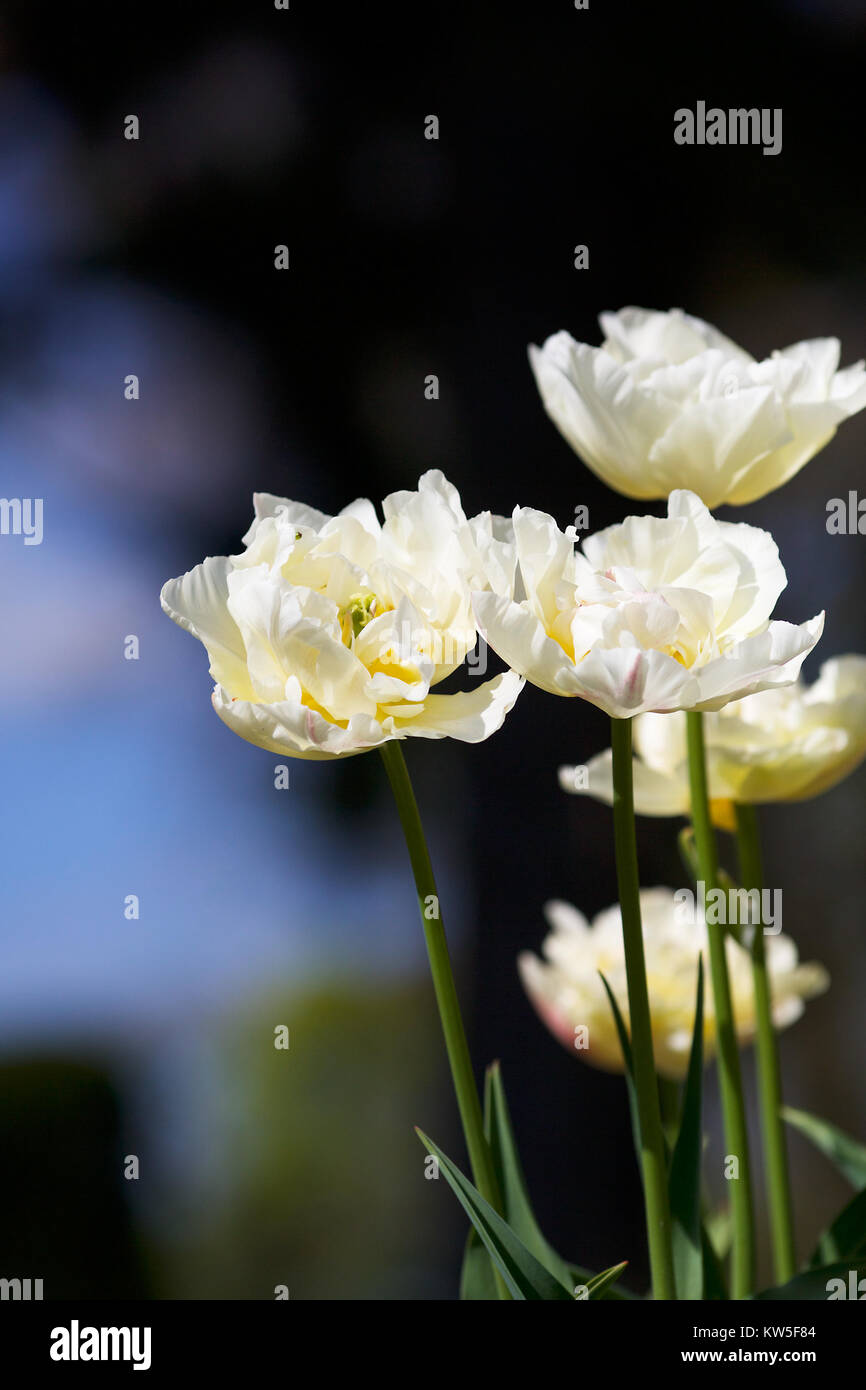 English country garden spring hi-res stock photography and images - Alamy