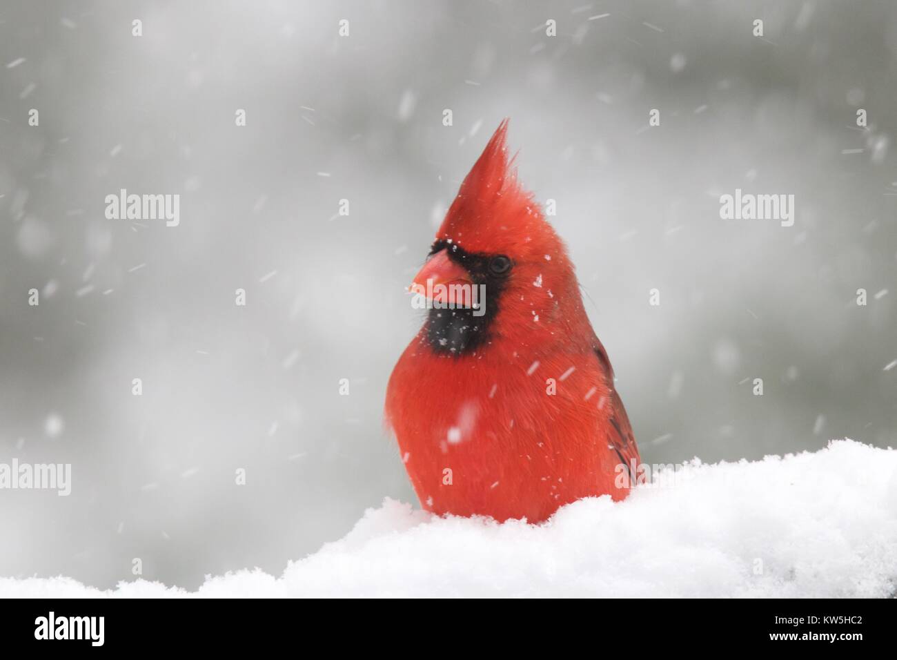 A bright red Northern Cardinal perching in snow during a Christmas Day ...