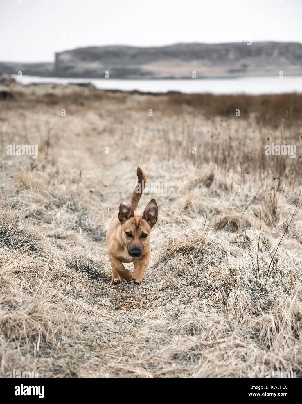 Crazy Ginger Puppy - Cute Little Dog Chasing Rabbits on a Field Stock ...