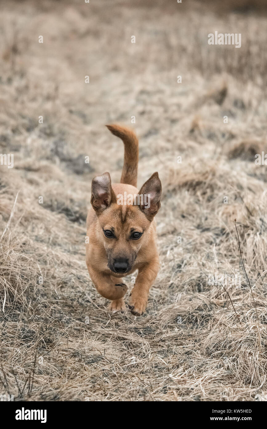 Crazy Ginger Puppy - Cute Little Dog Chasing Rabbits on a Field Stock ...