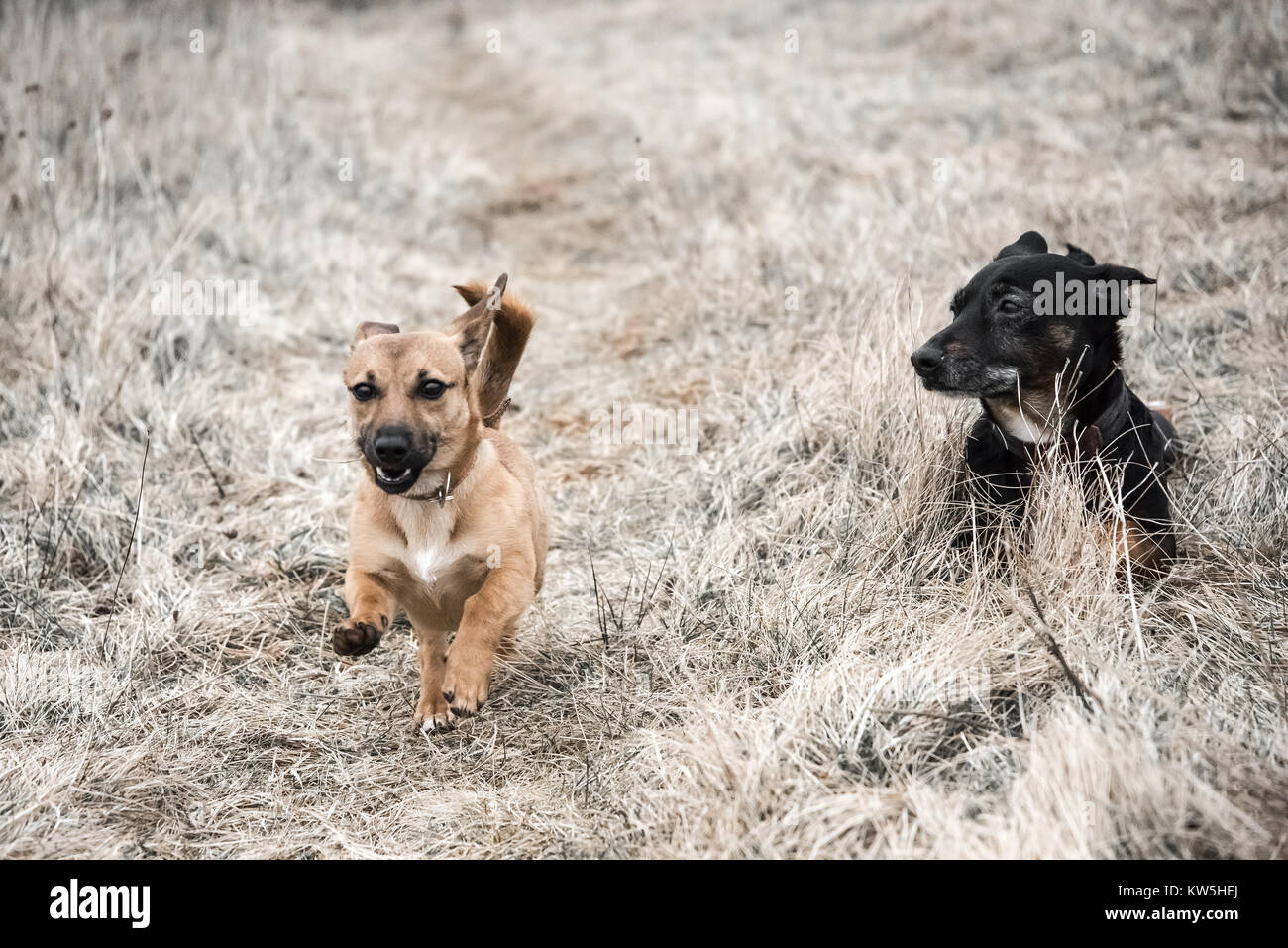 Cute Dog Outdoors Stock Photo - Alamy