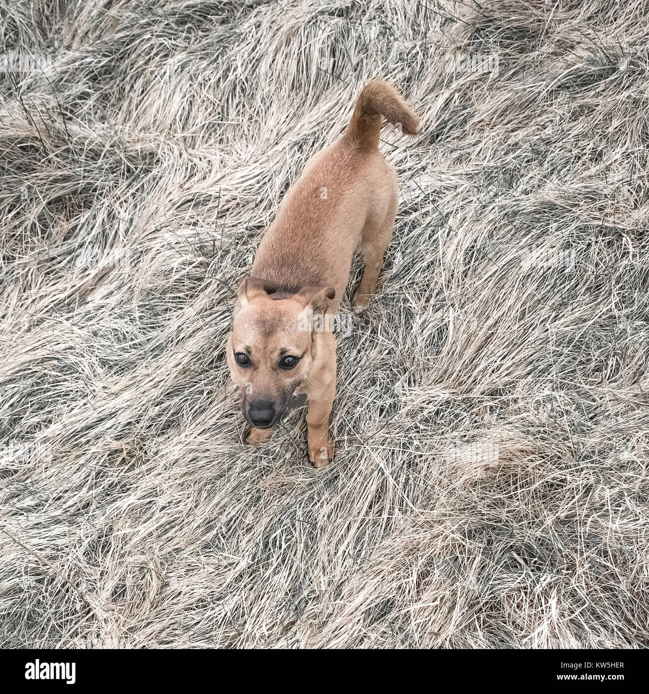 Crazy Ginger Puppy - Cute Little Dog Chasing Rabbits on a Field Stock ...