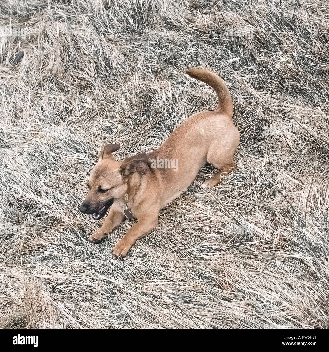 Crazy Ginger Puppy - Cute Little Dog Chasing Rabbits on a Field Stock ...