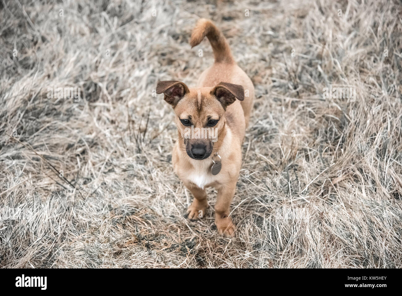 Crazy Ginger Puppy - Cute Little Dog Chasing Rabbits on a Field Stock ...