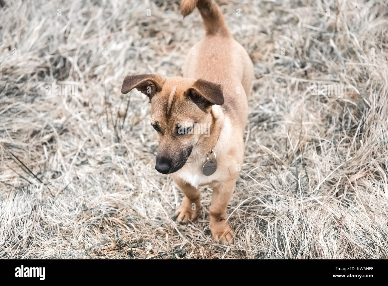 Crazy Ginger Puppy - Cute Little Dog Chasing Rabbits on a Field Stock ...