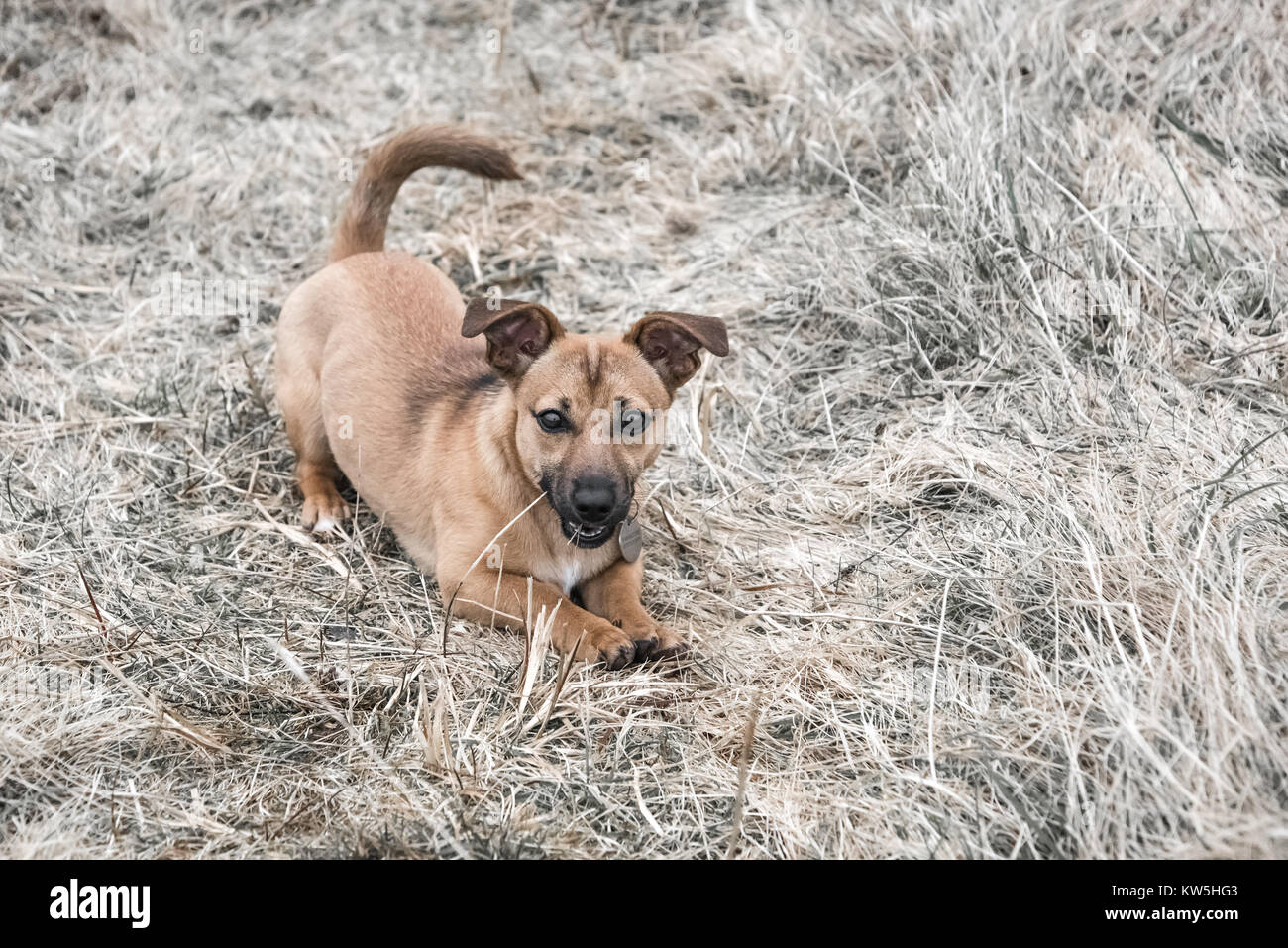 Crazy Ginger Puppy - Cute Little Dog Chasing Rabbits on a Field Stock ...