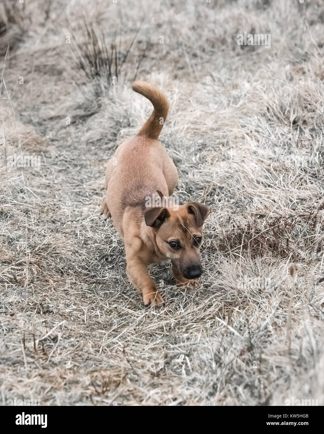 Crazy Ginger Puppy - Cute Little Dog Chasing Rabbits on a Field Stock ...