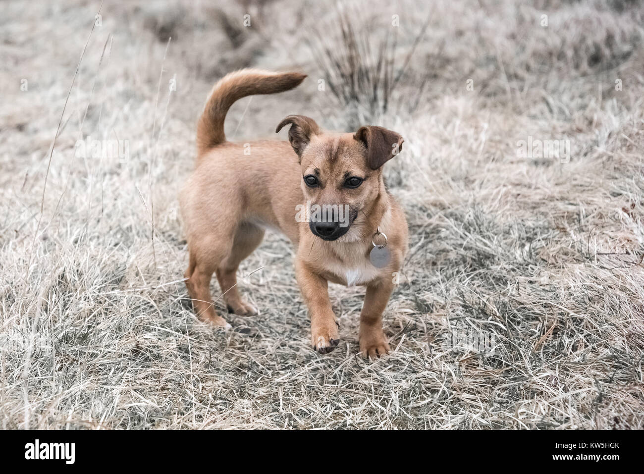 Crazy Ginger Puppy - Cute Little Dog Chasing Rabbits on a Field Stock ...