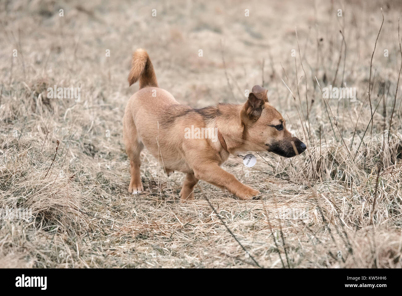 Chasing rabbits hi-res stock photography and images - Alamy