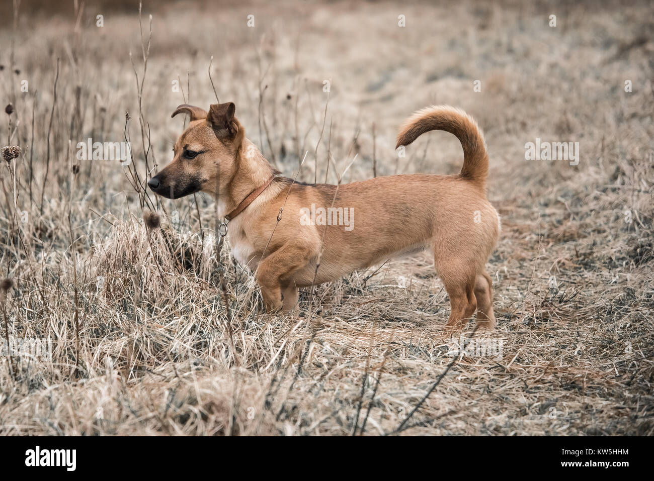 Crazy Ginger Puppy - Cute Little Dog Chasing Rabbits on a Field Stock ...