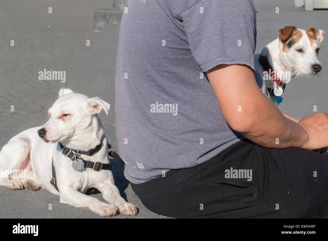 Man jack russell terrier dog hi-res stock photography and images - Alamy