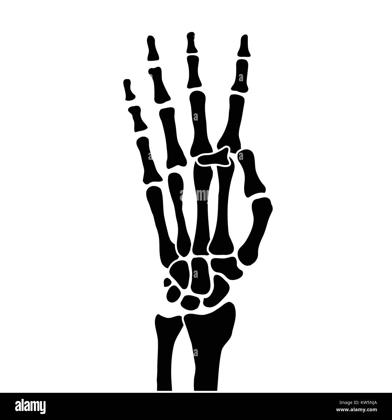 Wrist bones Black and White Stock Photos & Images - Alamy