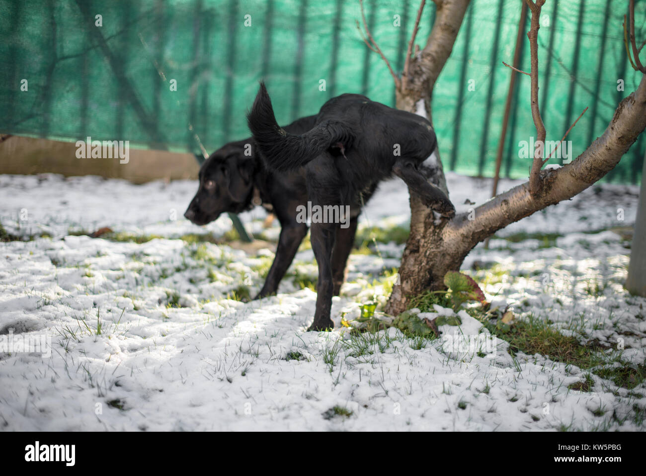 A large black tuxedo Labrador peeing on a small tree on a snow-covered ...