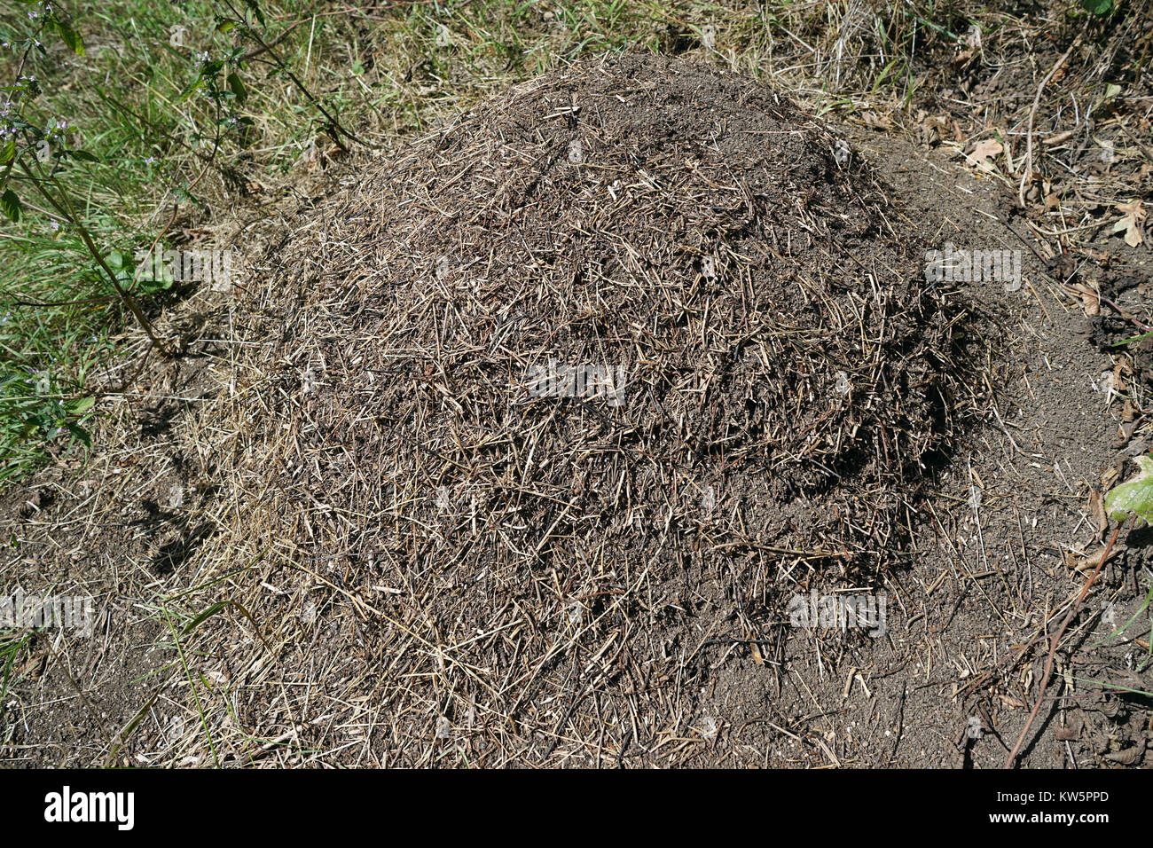 Ant hill in grass hi-res stock photography and images - Alamy