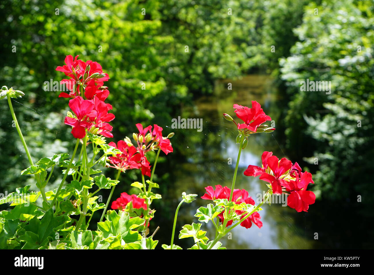 Red flower and forest river on background in Germany Stock Photo - Alamy
