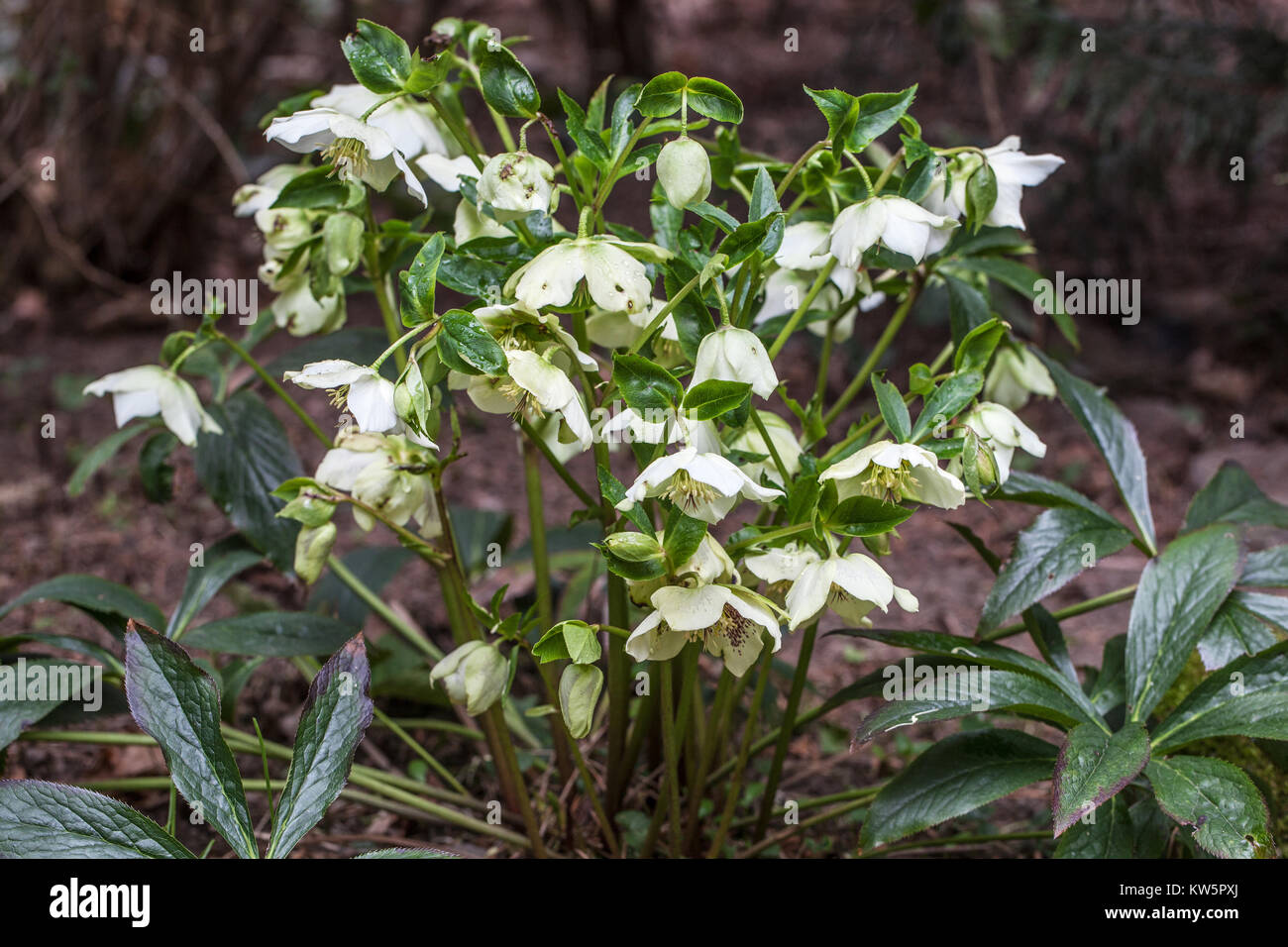 Christmas rose hellebore hi-res stock photography and images - Alamy