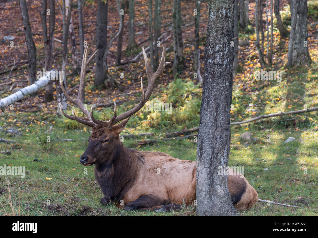 Elk Lying Behind a Tree Stock Photo - Alamy