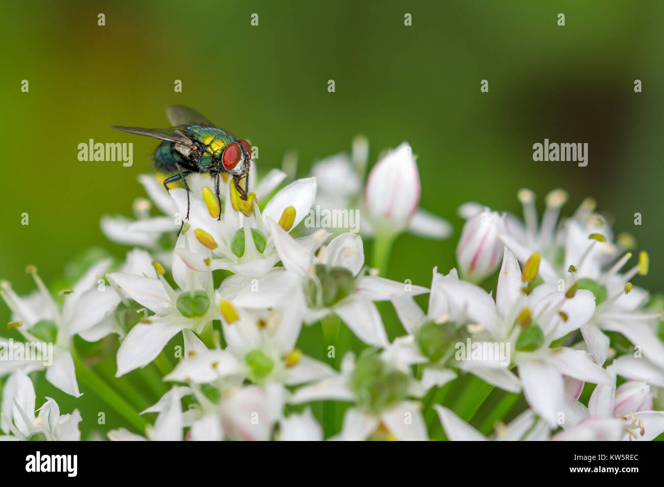 Calliphorids hi-res stock photography and images - Alamy