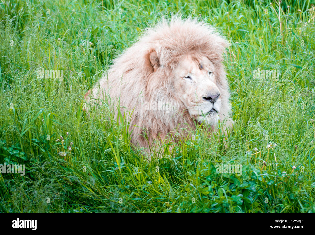 Felis leo linnaeus hi-res stock photography and images - Alamy