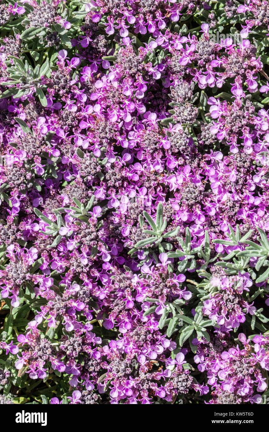 Teucrium plant hi-res stock photography and images - Alamy