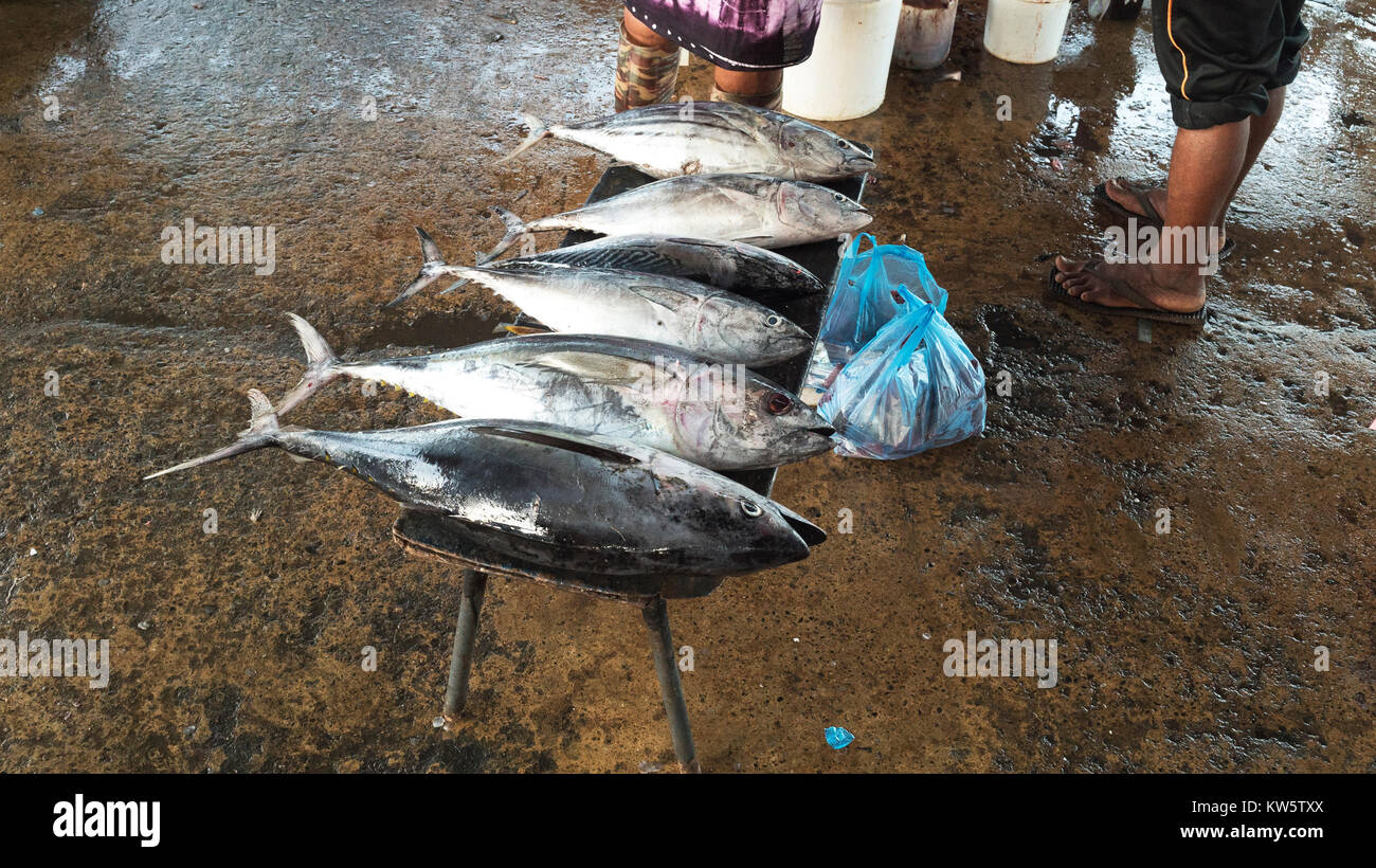 Dead tuna on a bench waiting to be sold. Negombo fish market, Sri Lanka ...