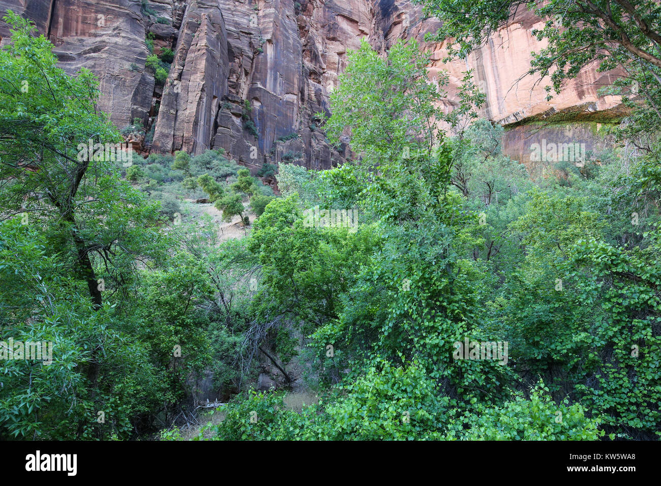 Scene along the Weeping Wall Hiking Trail, Zion National Park Stock ...