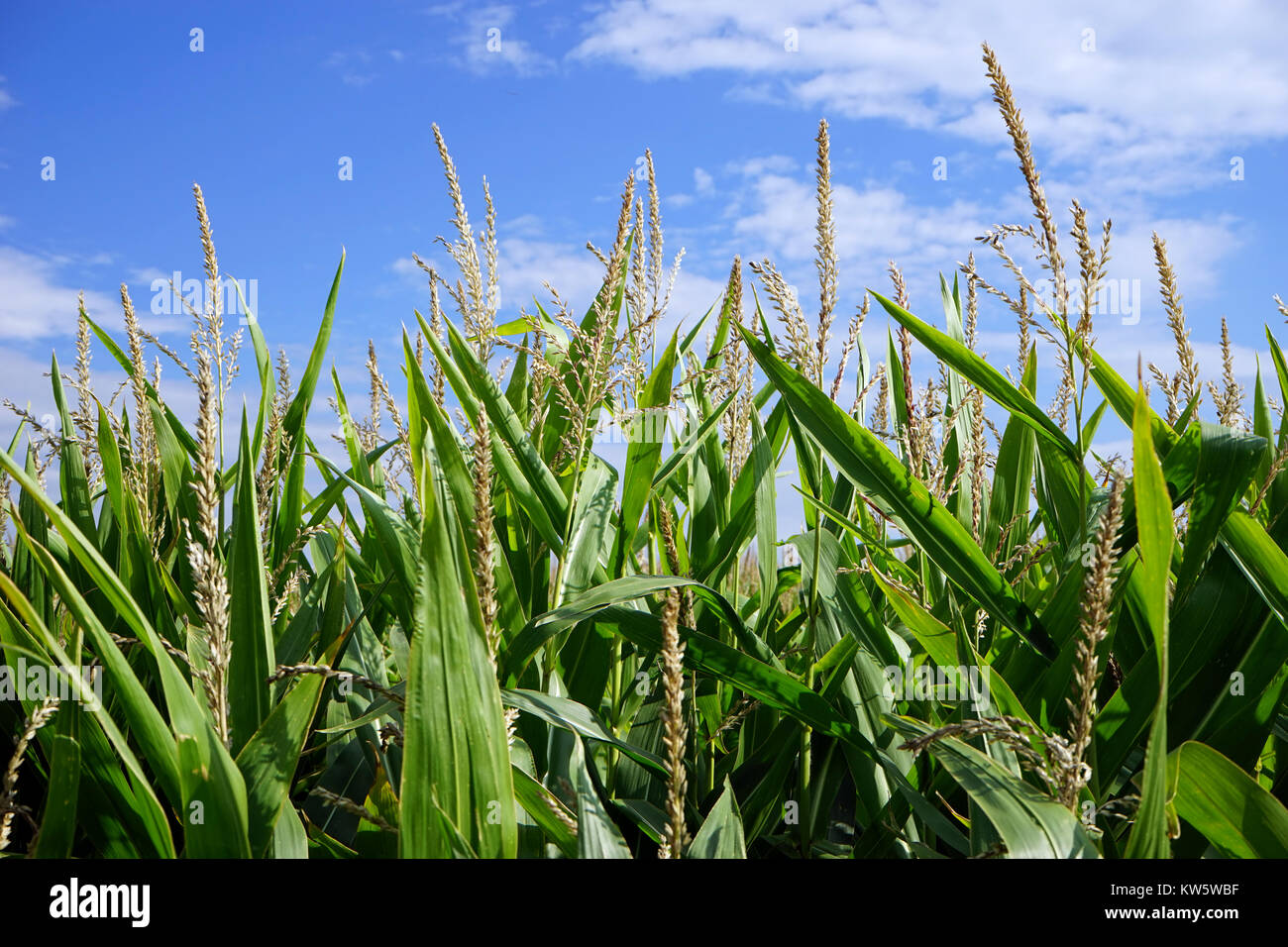 Top of corn plants and blue sky Stock Photo - Alamy