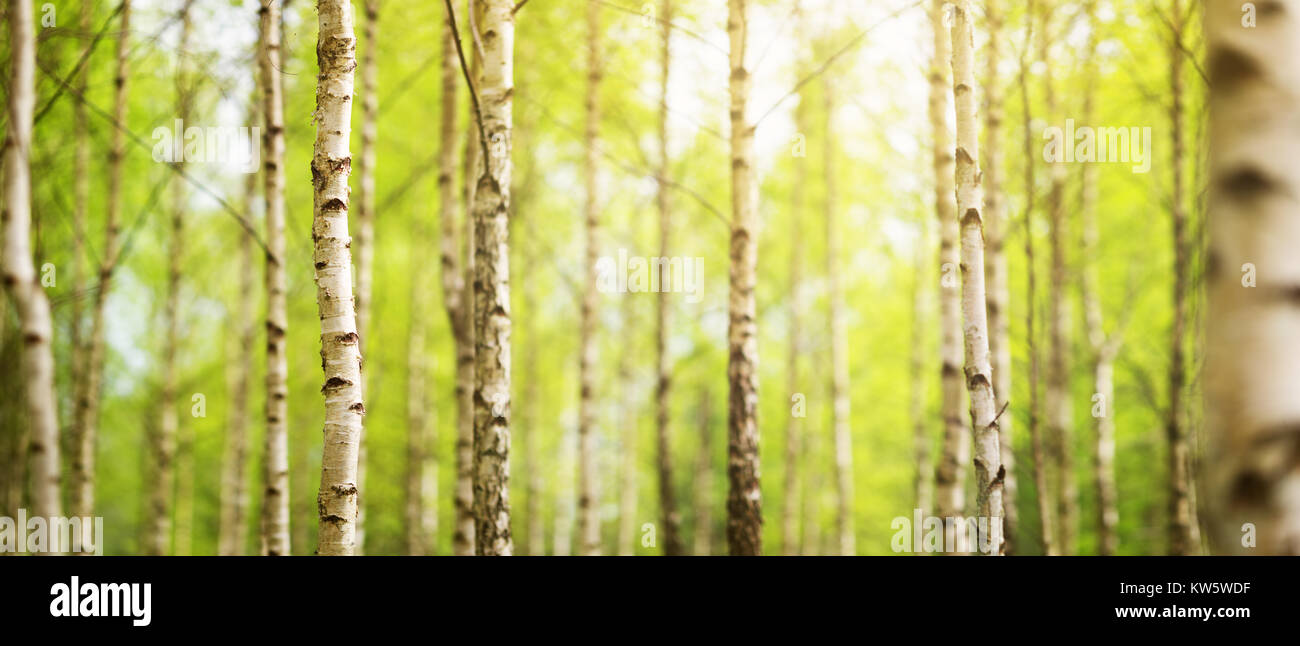 birch tree forest in morning Stock Photo - Alamy