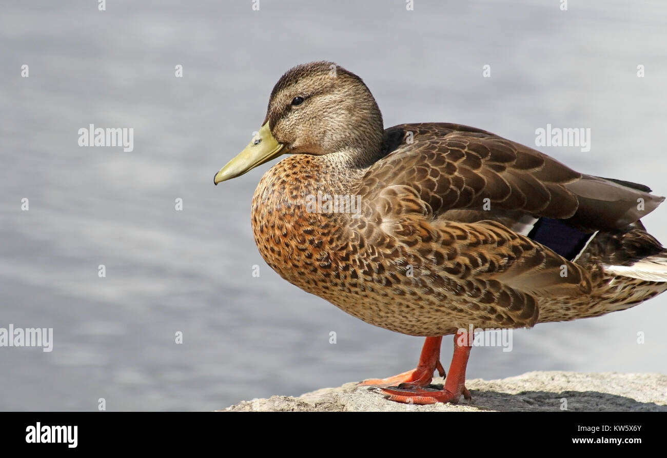 Female is standing stand hi-res stock photography and images - Alamy