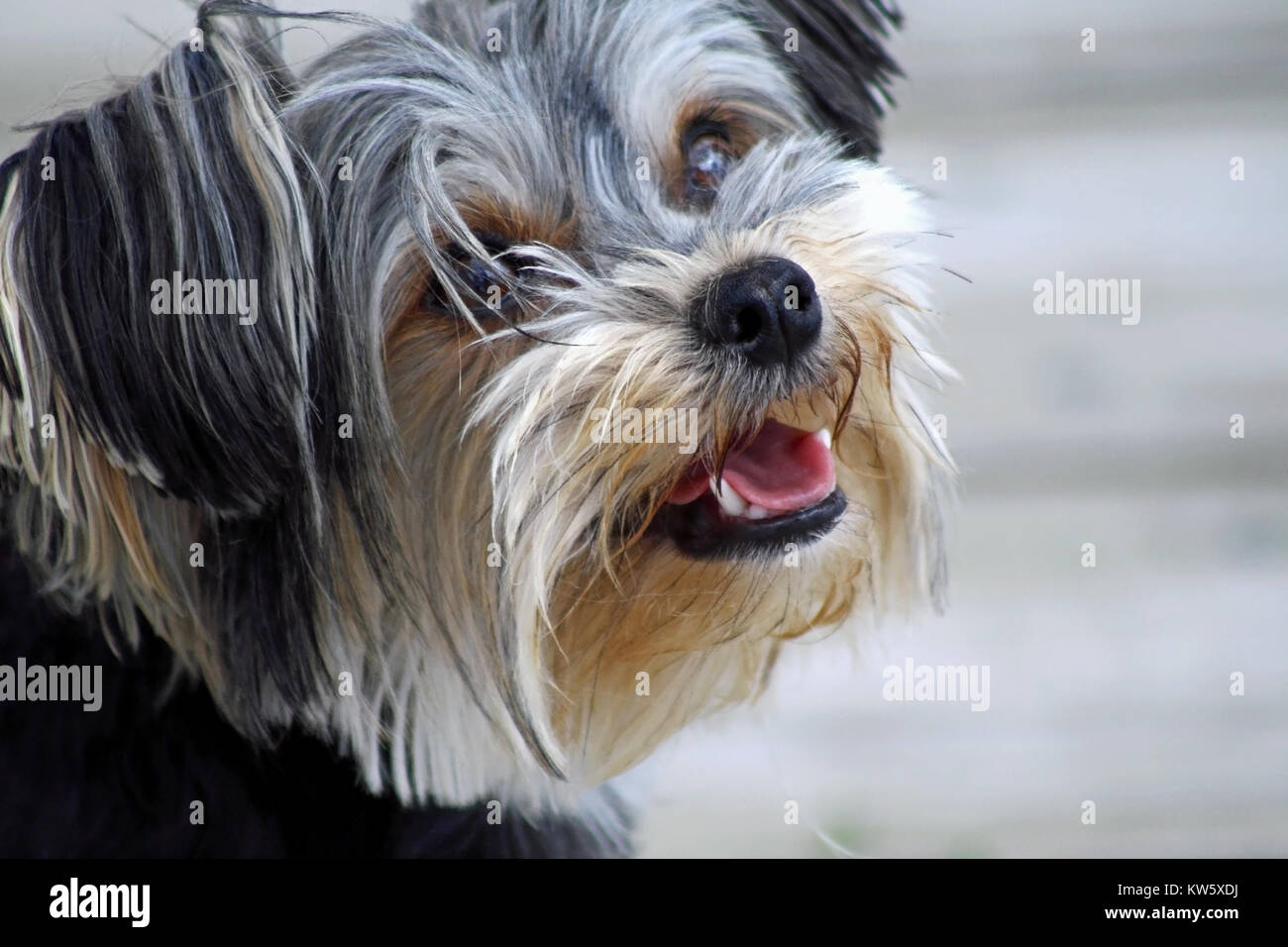 Happy and adoring expression of a Yorkie dog Stock Photo - Alamy