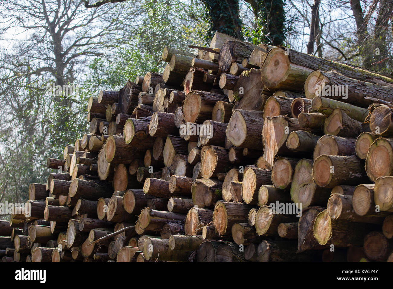 Beech logs stacked up for seasoning at a sawmill at Buckholt Woods ...