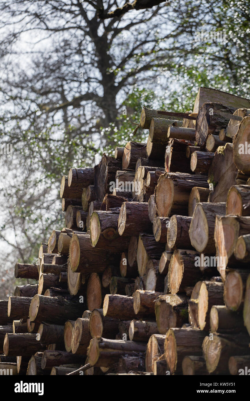 Beech logs stacked up for seasoning at a sawmill at Buckholt Woods ...