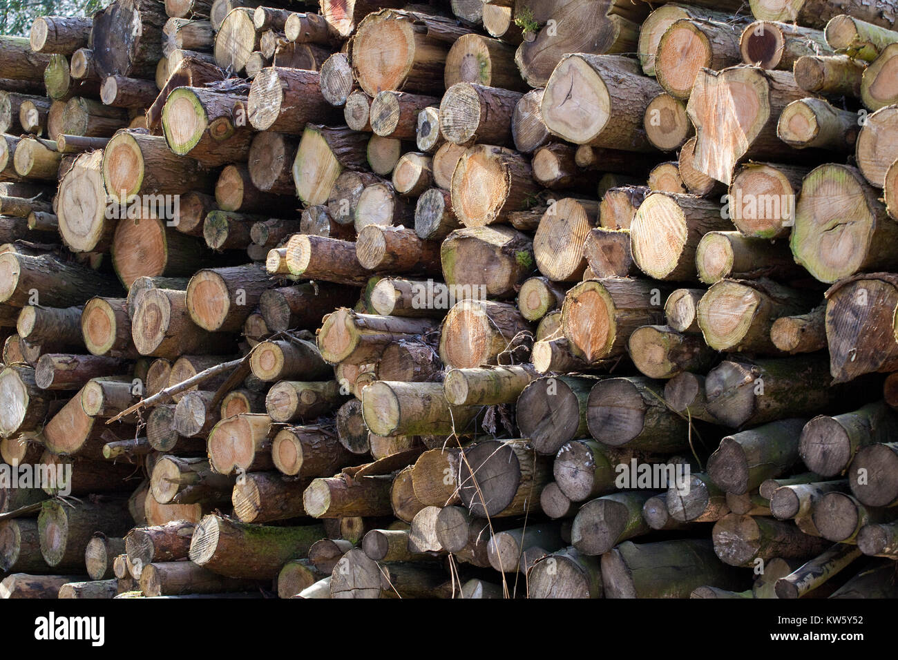 Beech logs stacked up for seasoning at a sawmill at Buckholt Woods ...