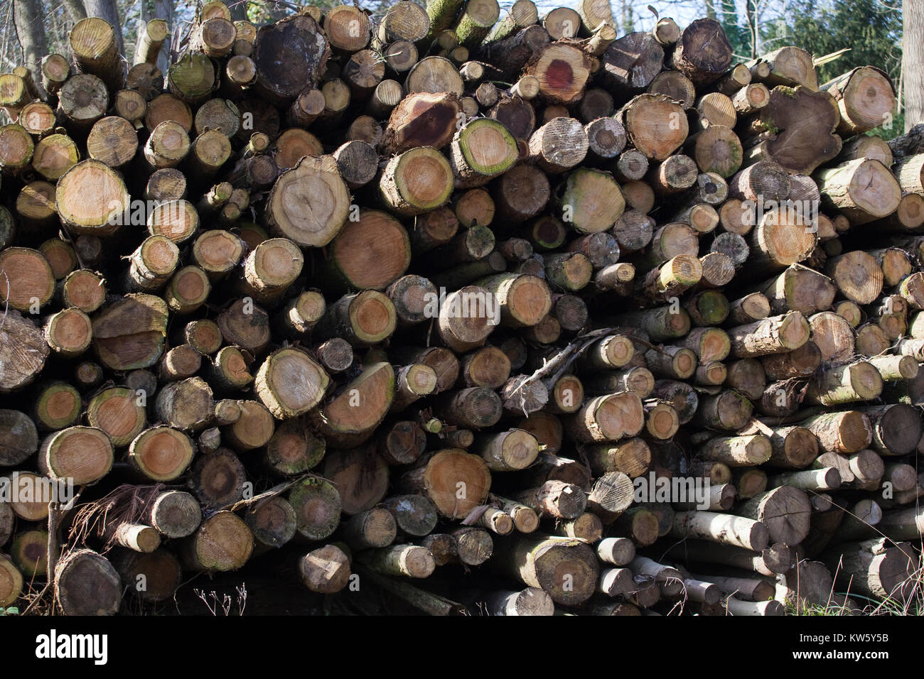 Beech logs stacked up for seasoning at a sawmill at Buckholt Woods ...