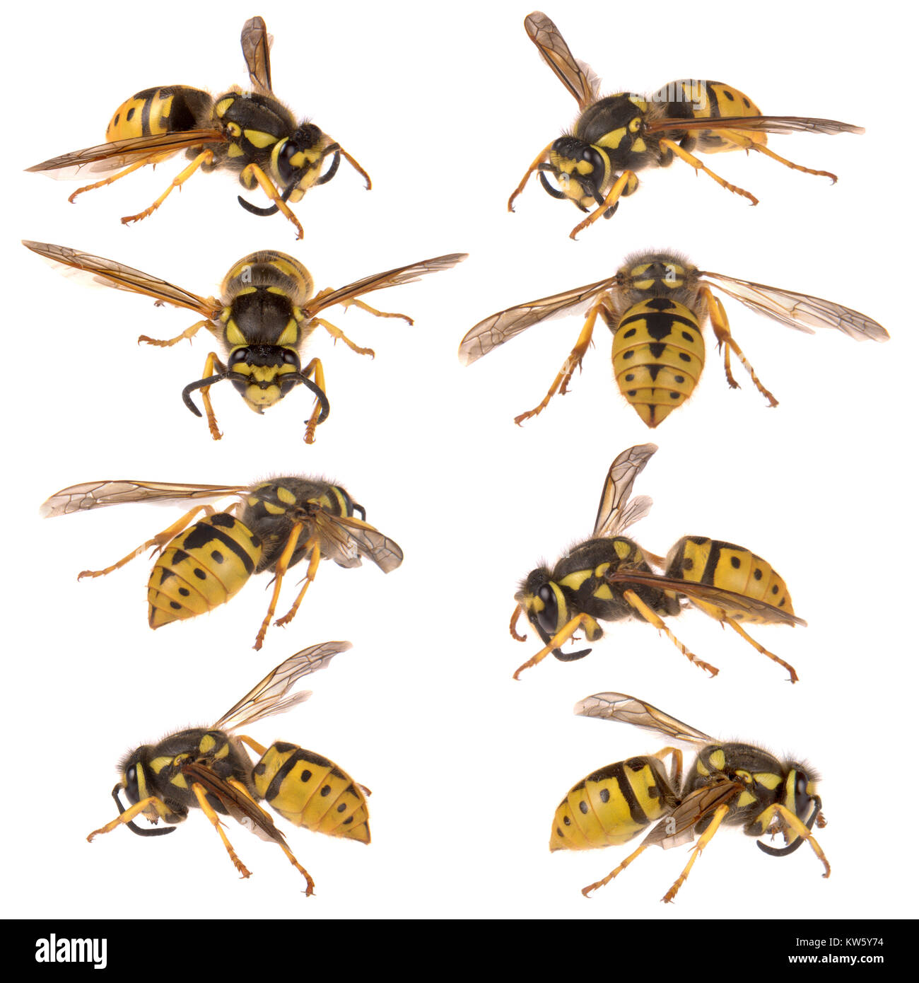 Wasp colour hi-res stock photography and images - Alamy