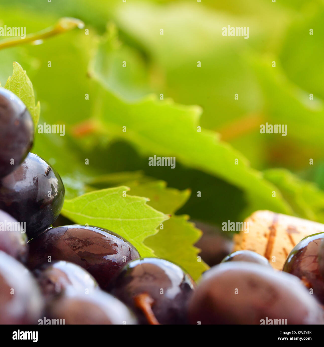 Grape and leaves, macro - wine background Stock Photo - Alamy