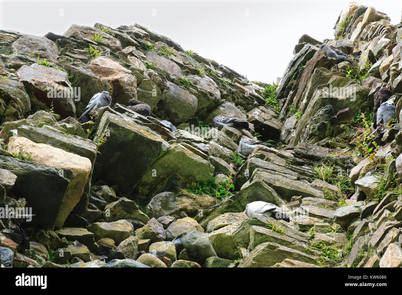 Tauben tier hi-res stock photography and images - Alamy