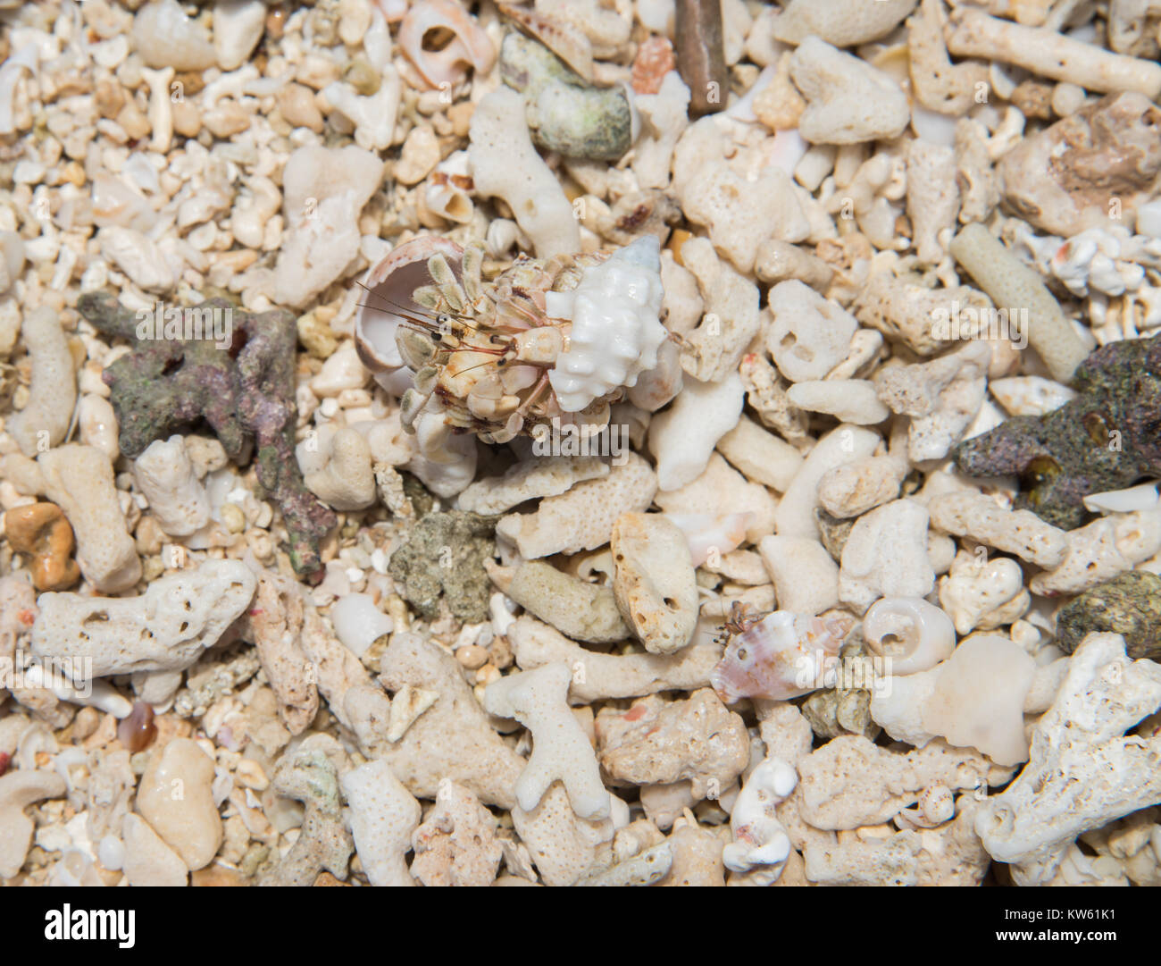 Crab Shell Texture High Resolution Stock Photography and Images - Alamy