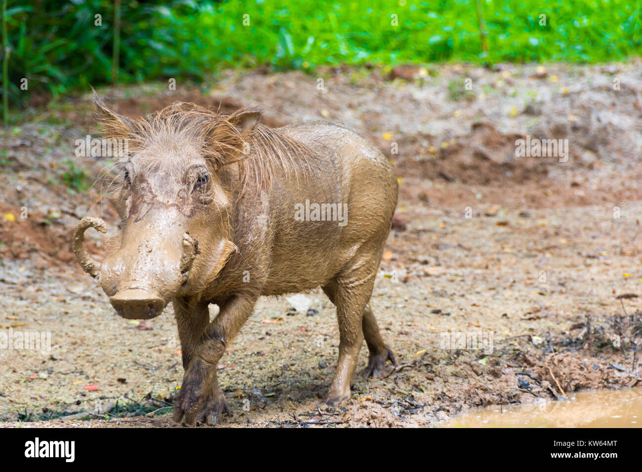 Ungulate teeth hi-res stock photography and images - Alamy