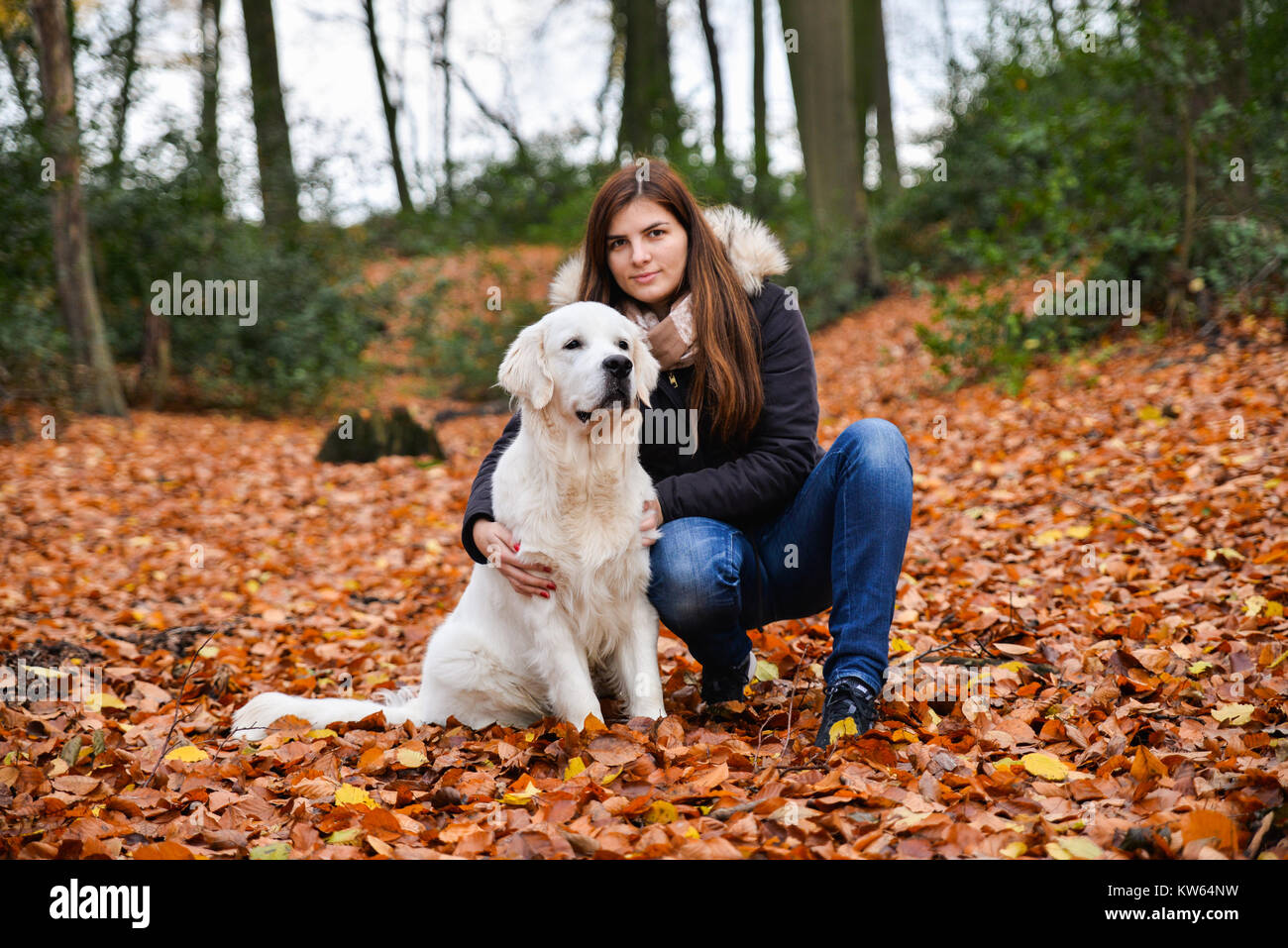 Golden Retriever dog and owner taking a photo outdoors in fall Stock ...