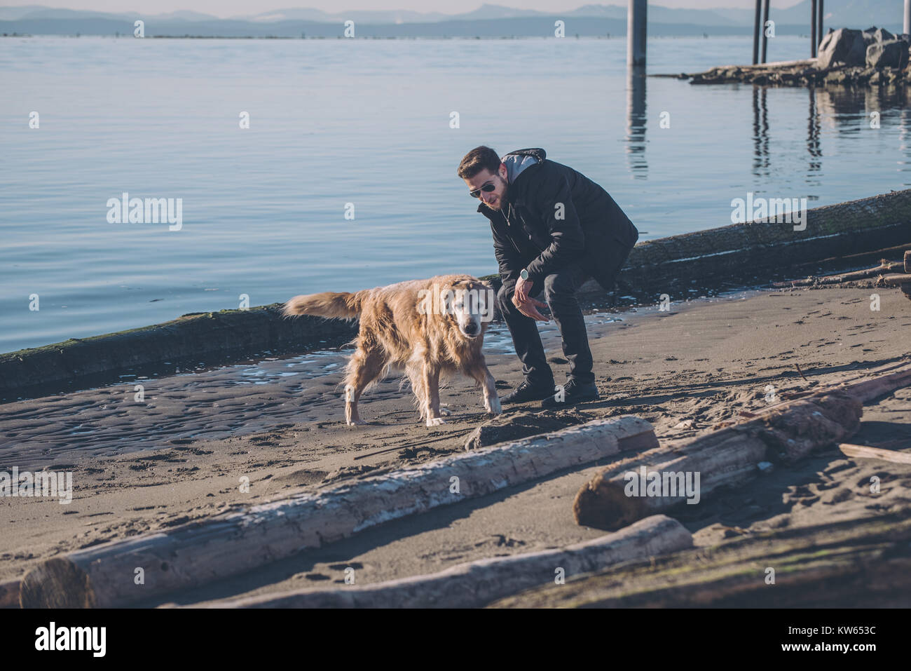 Handsome yellow labrador retriever hi-res stock photography and images ...