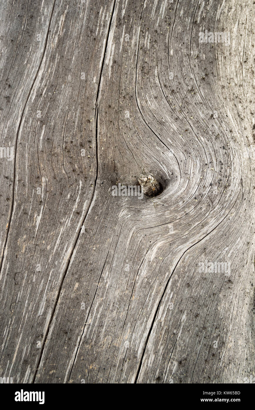 Old grey tree Stock Photo - Alamy