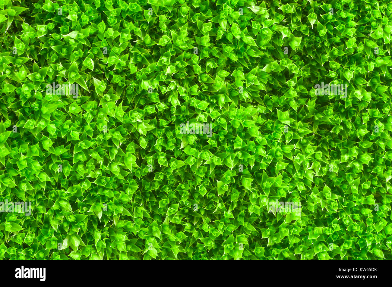 Green spring moss hi-res stock photography and images - Alamy