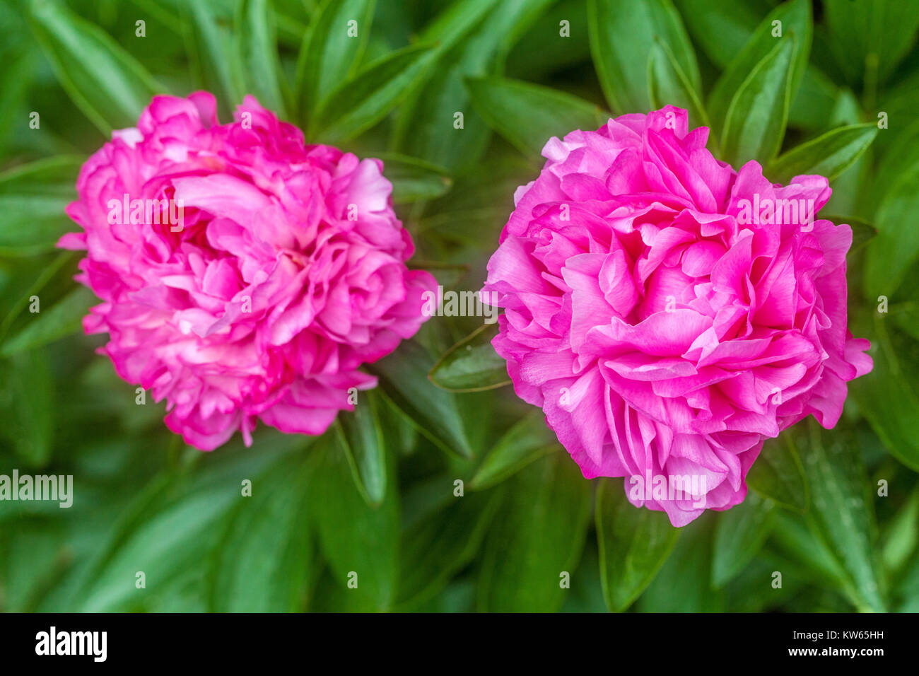 Pink Peony, Paeonia "Joker", Peonies Stock Photo - Alamy