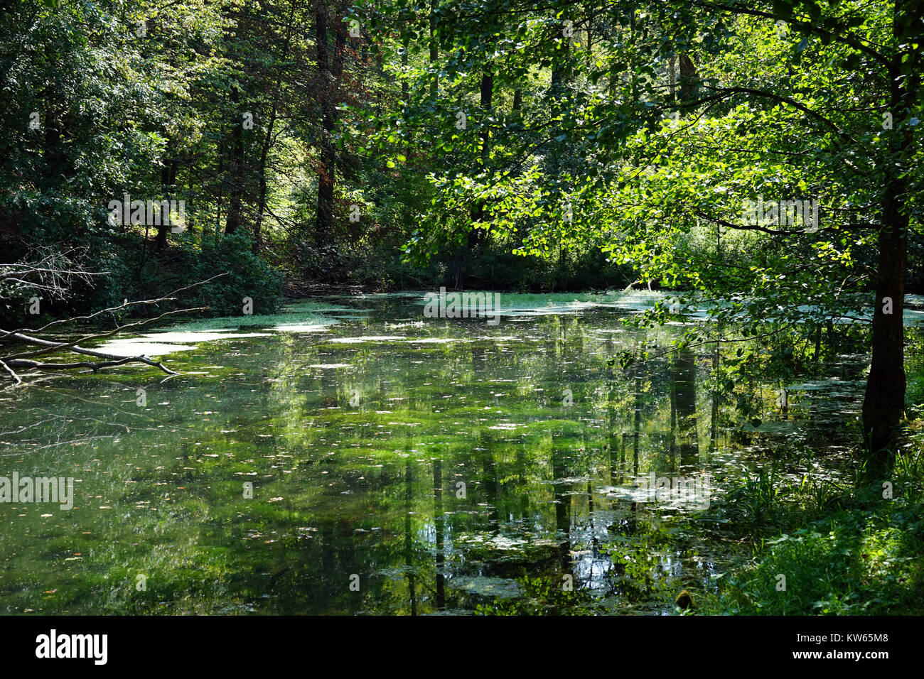 Sunlight and lake in the forest in Swabia, Germany Stock Photo - Alamy
